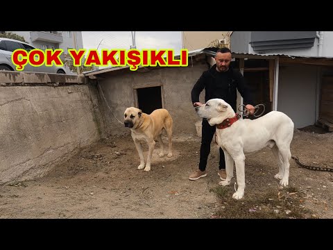 ACAYİP YAKIŞIKLI BİR KÖPEK! HERKESİN SAHİP OLMAK İSTEYECEĞİ BİR ASLAN! @davuttduran