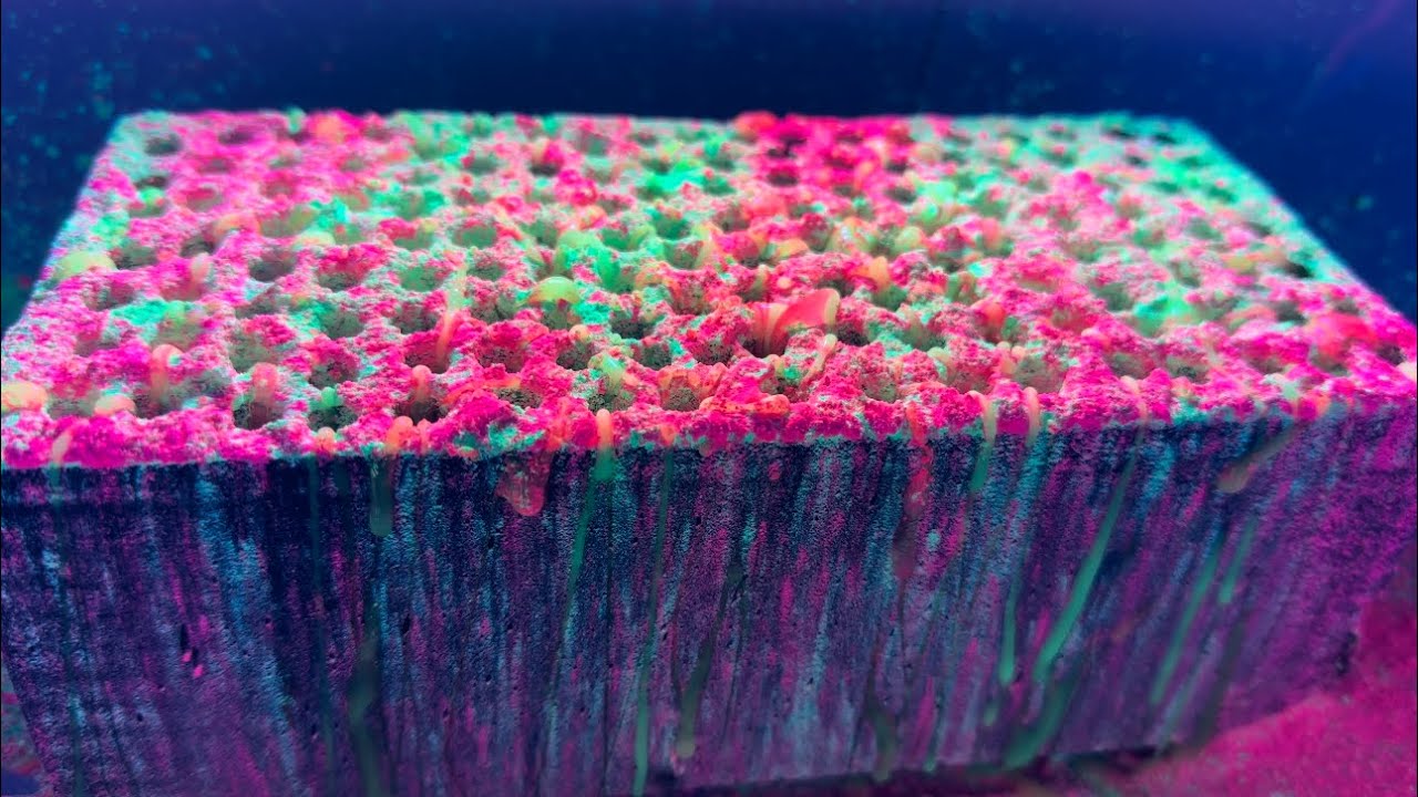 ASMR Holey floral foam block crush | Marko crafts unsoaked | Blacklight ...