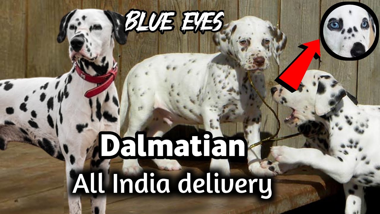 Dalmatian Puppies With Blue Eyes