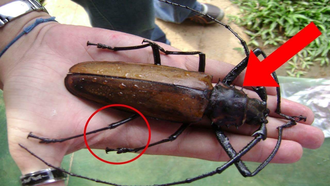 10 Horribles y Asquerosos Insectos Que Viven En Tu Casa - YouTube