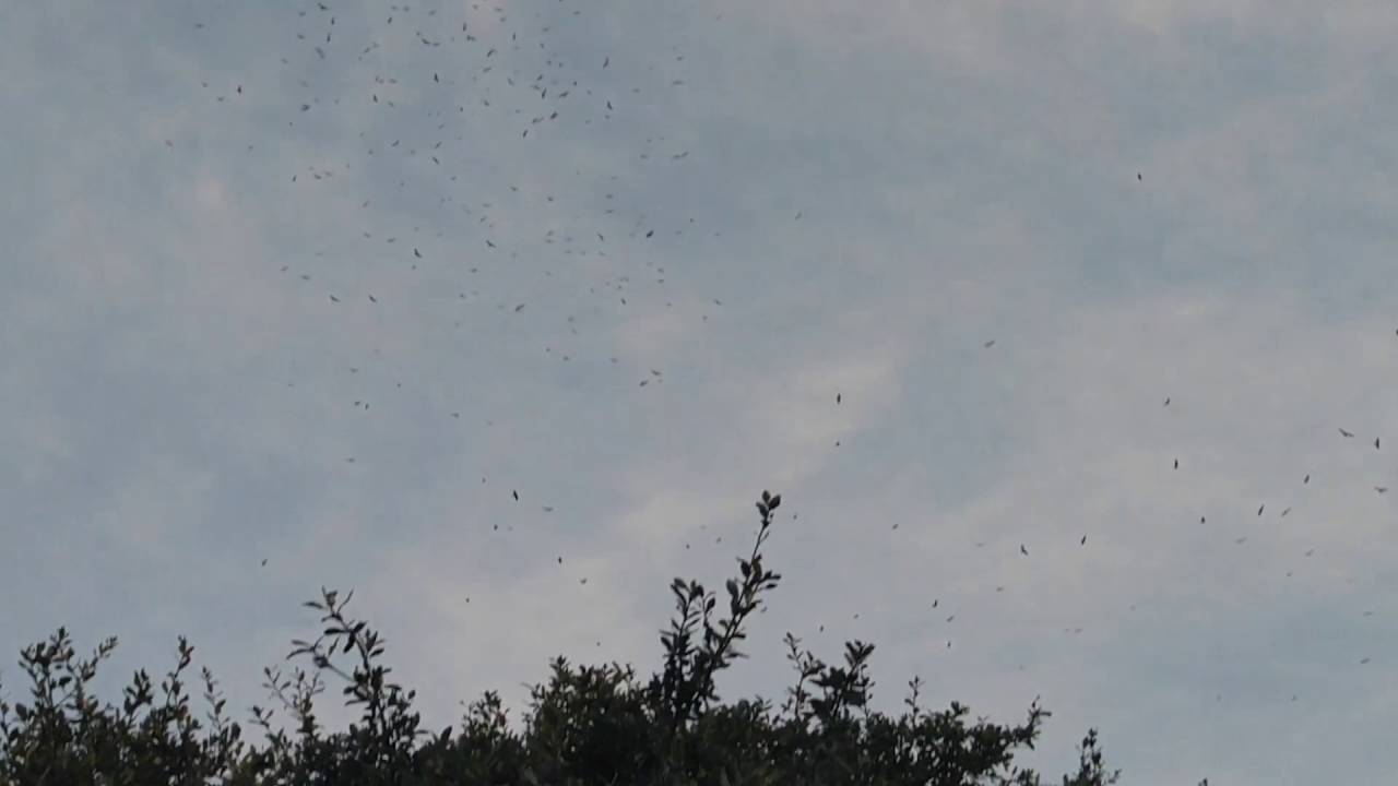 Hawk migration 2016 - YouTube