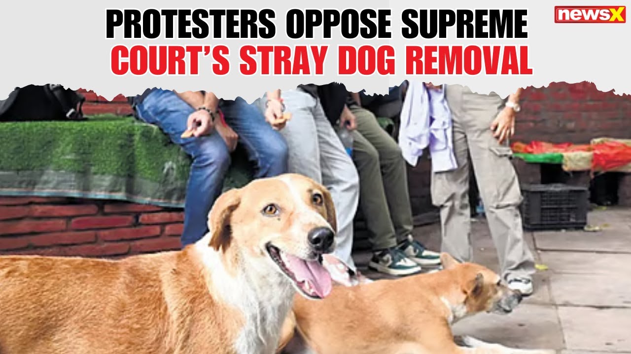 Protesters Oppose Supreme Court Order to Remove Stray Dogs from Delhi ...