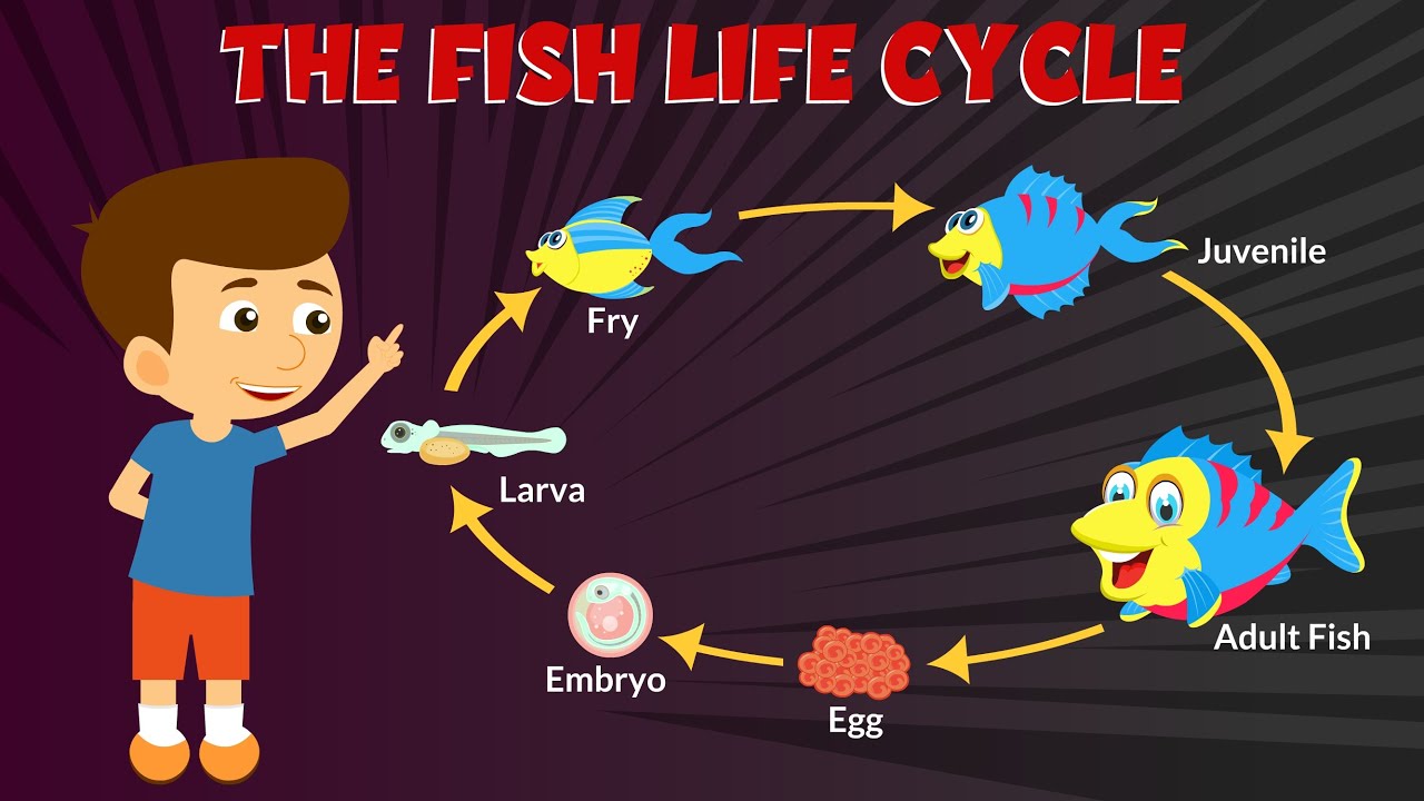 Life Cycle of Fish for Kids - Stages of Fish Life Cycle - Learning ...