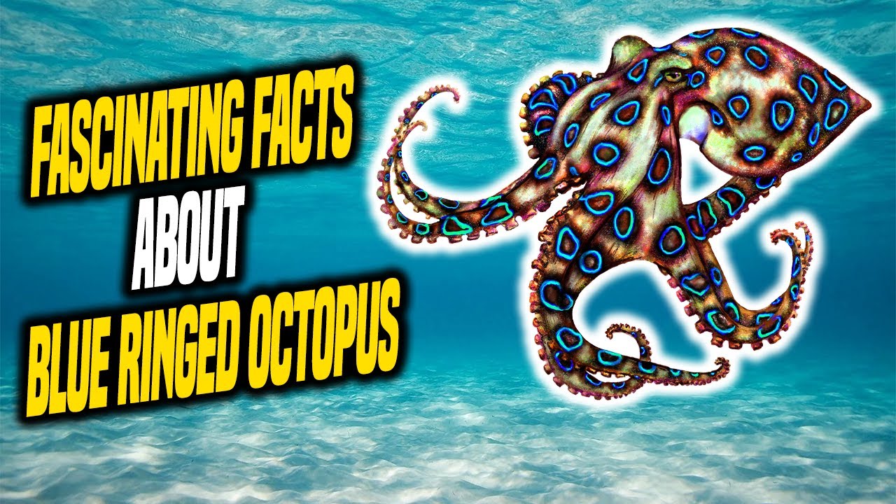 Fascinating Facts about the Blue Ringed Octopus: Discover the ...
