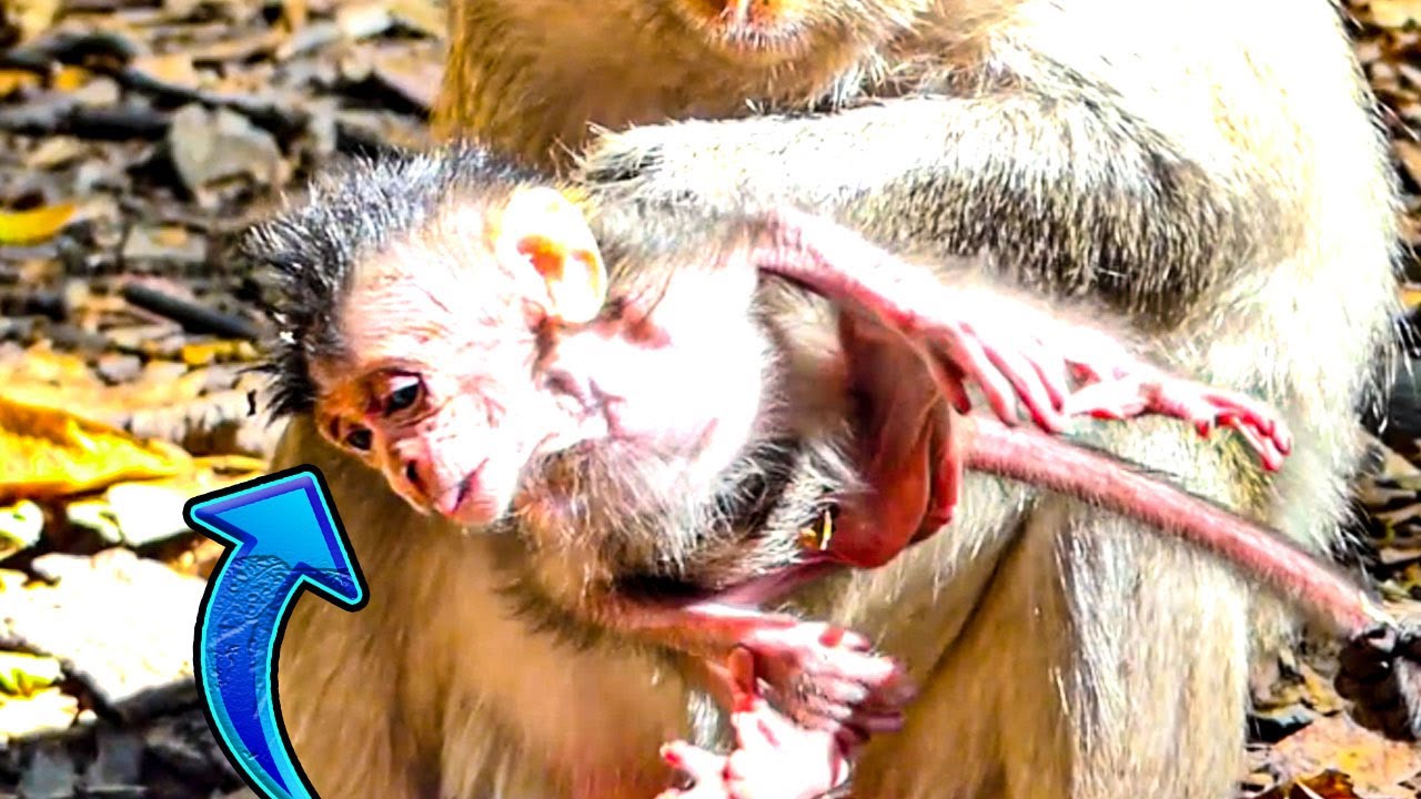Too Scary, Mommy Mon-key Picking Up New Baby Mon-key With Wrong Way ...