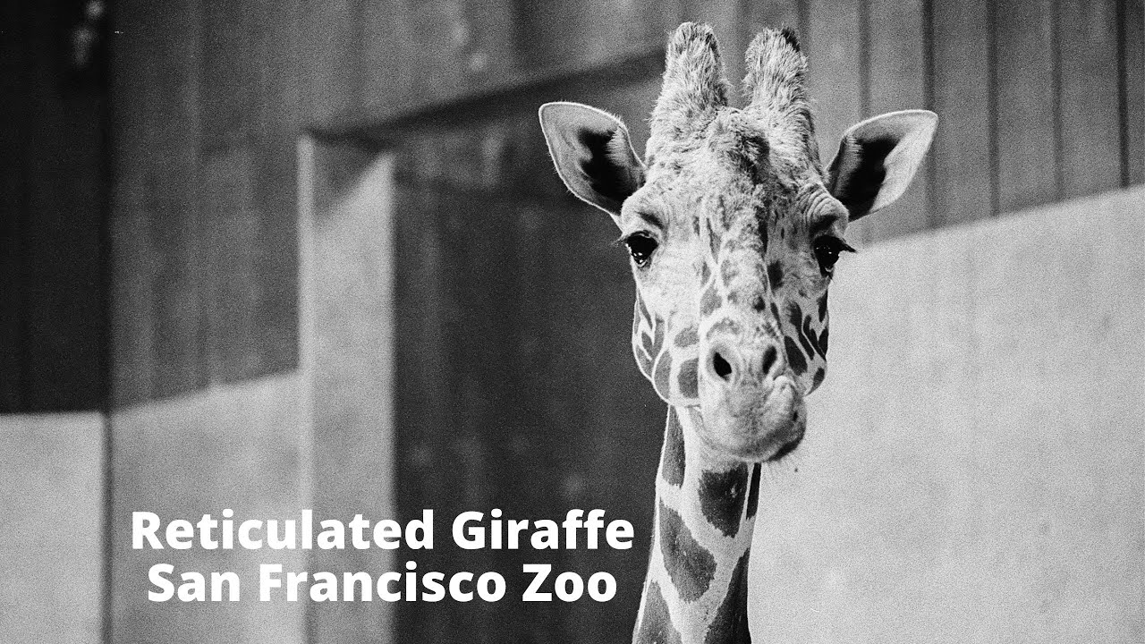 Reticulated Giraffe, San Francisco Zoo, Canon EOS 620, Kodak Tri X