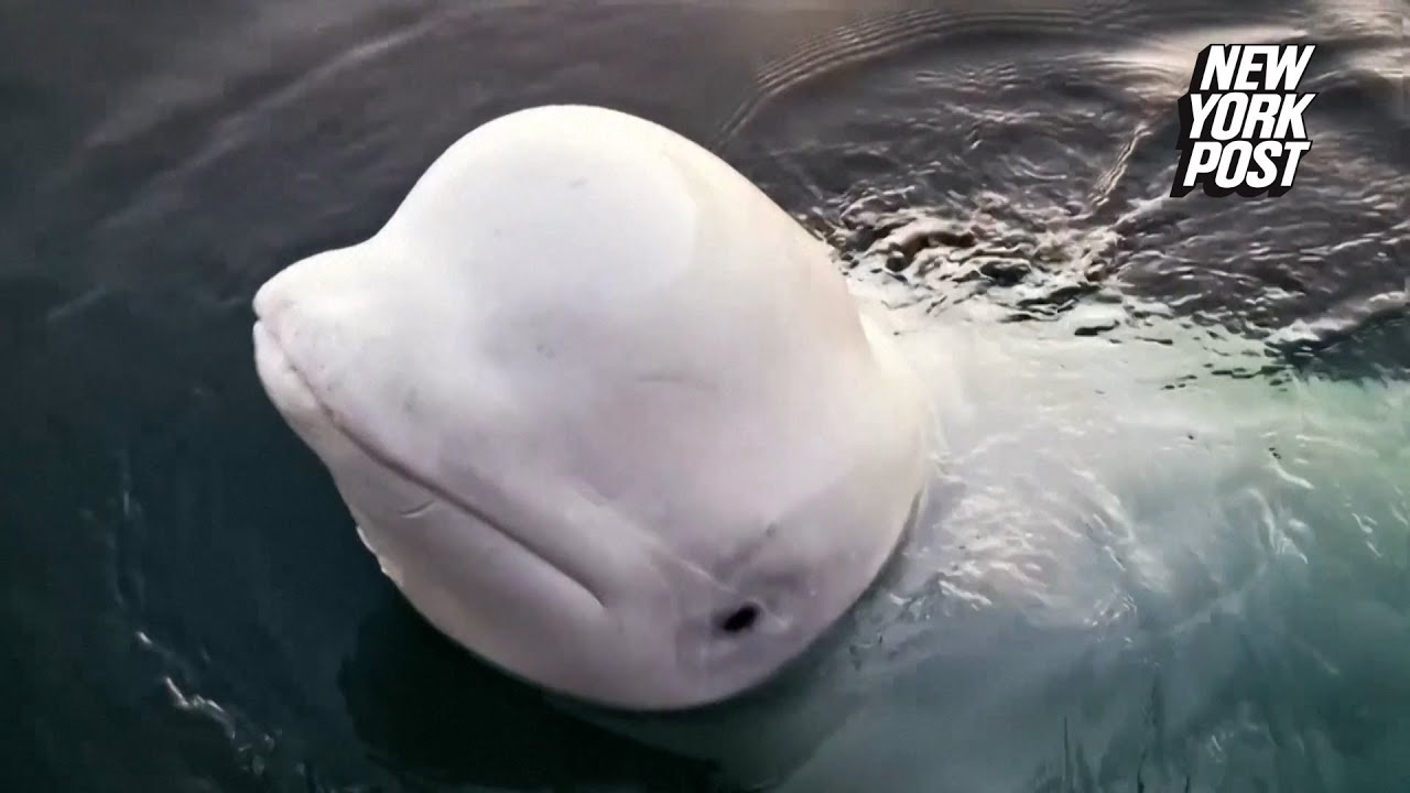 Russian ‘spy’ beluga whale found dead had multiple bullet wounds - YouTube