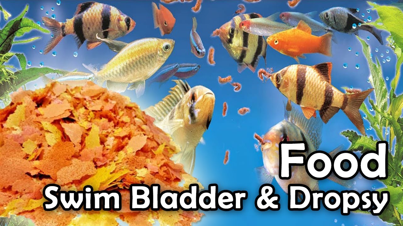 Swim Bladder - Dropsy and Food - YouTube
