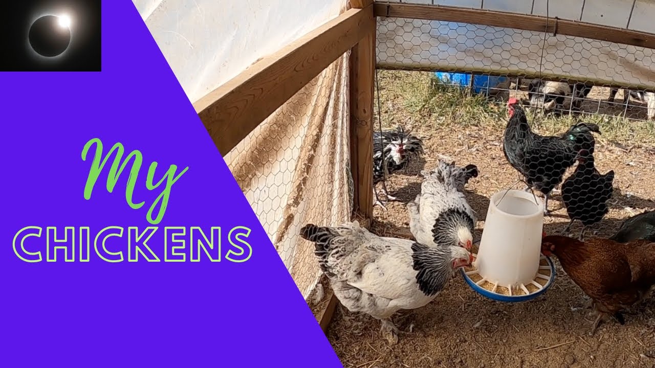 My Chickens got Electrocuted! - YouTube