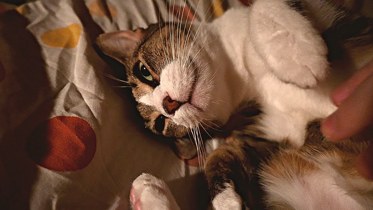 Cat Purring Loudly Just Before Bedtime is The Most Therapeutic Sound ...