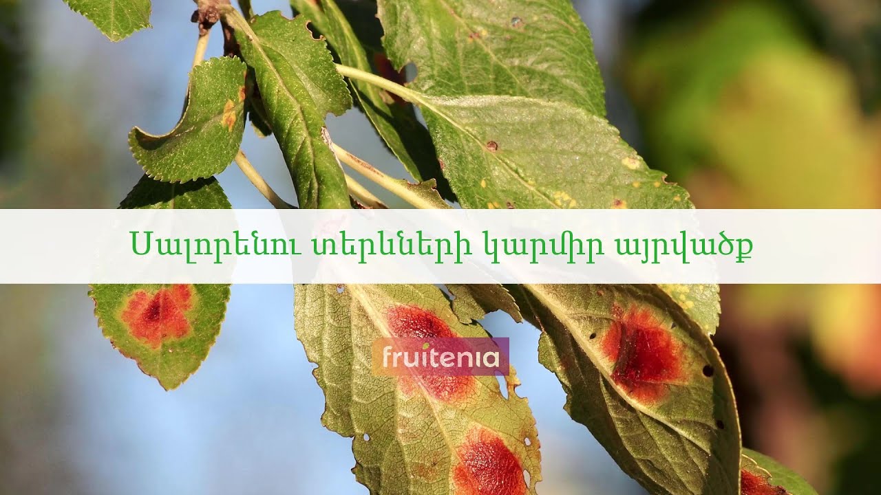 Սալորենու տերևների կարմիր այրվածք / Red spot of plum - YouTube