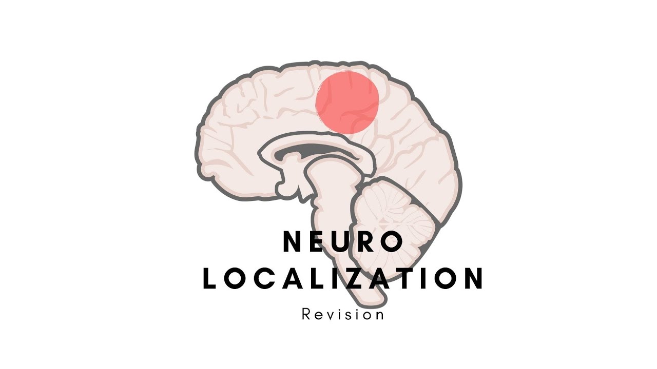 Neurology - Localizing a lesion (neurolocalization) Stroke | MS | Palsy ...