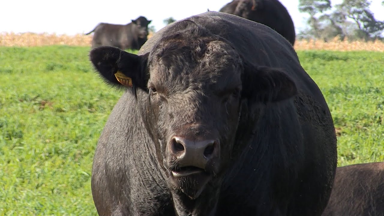 Um dos melhores rebanhos de Angus do Brasil: conheça a Fazenda Rio da ...