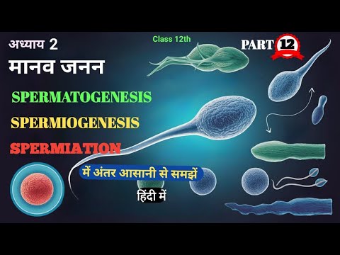 SPERMIOGENESIS IN HINDI। स्पर्मिओजेनेसिस। विर्यसेचन।SPERMIATION ...