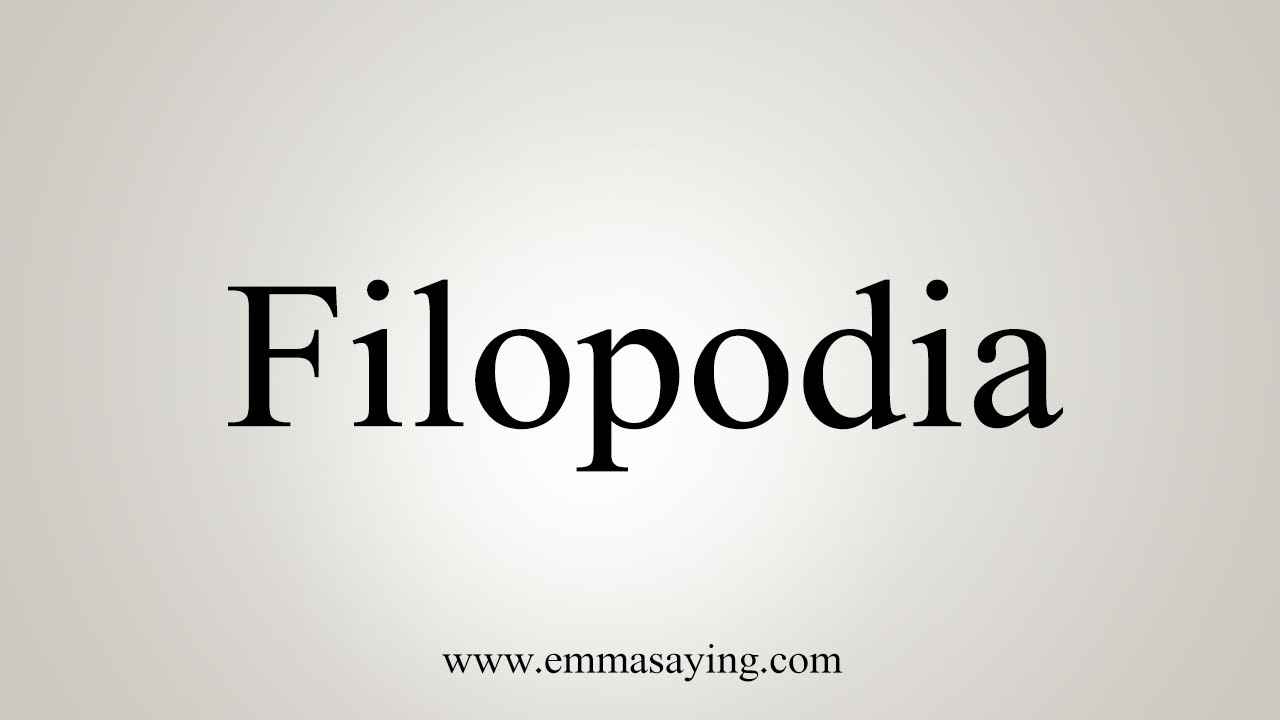 How To Say Filopodia - YouTube