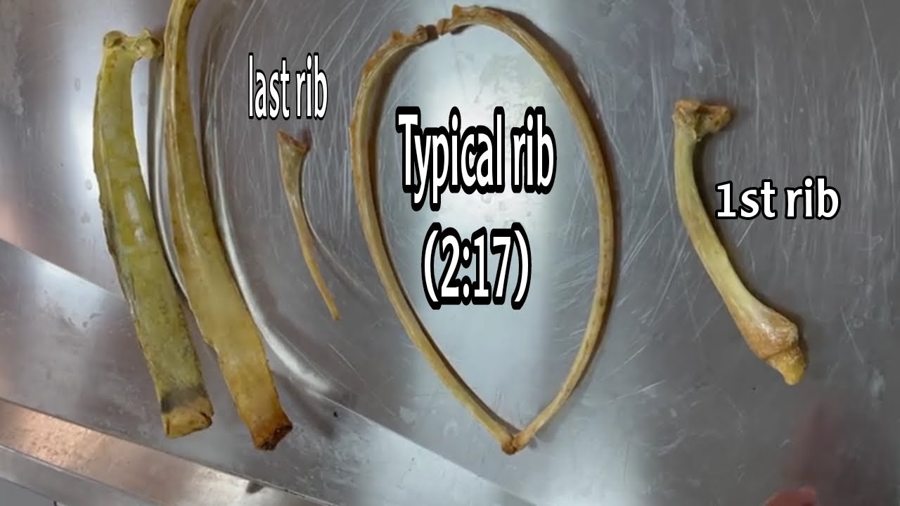 ribs of horse,ox and camel - YouTube