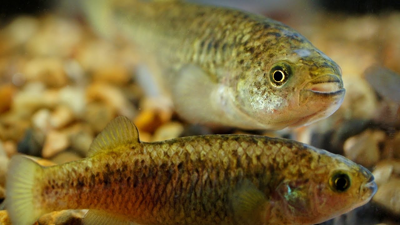 Pahrump Poolfish on the Brink of Extinction - YouTube