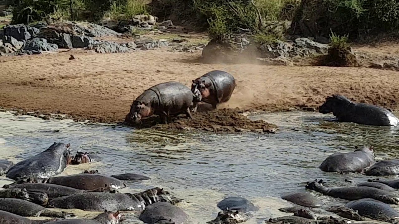 Hippo Pool - YouTube