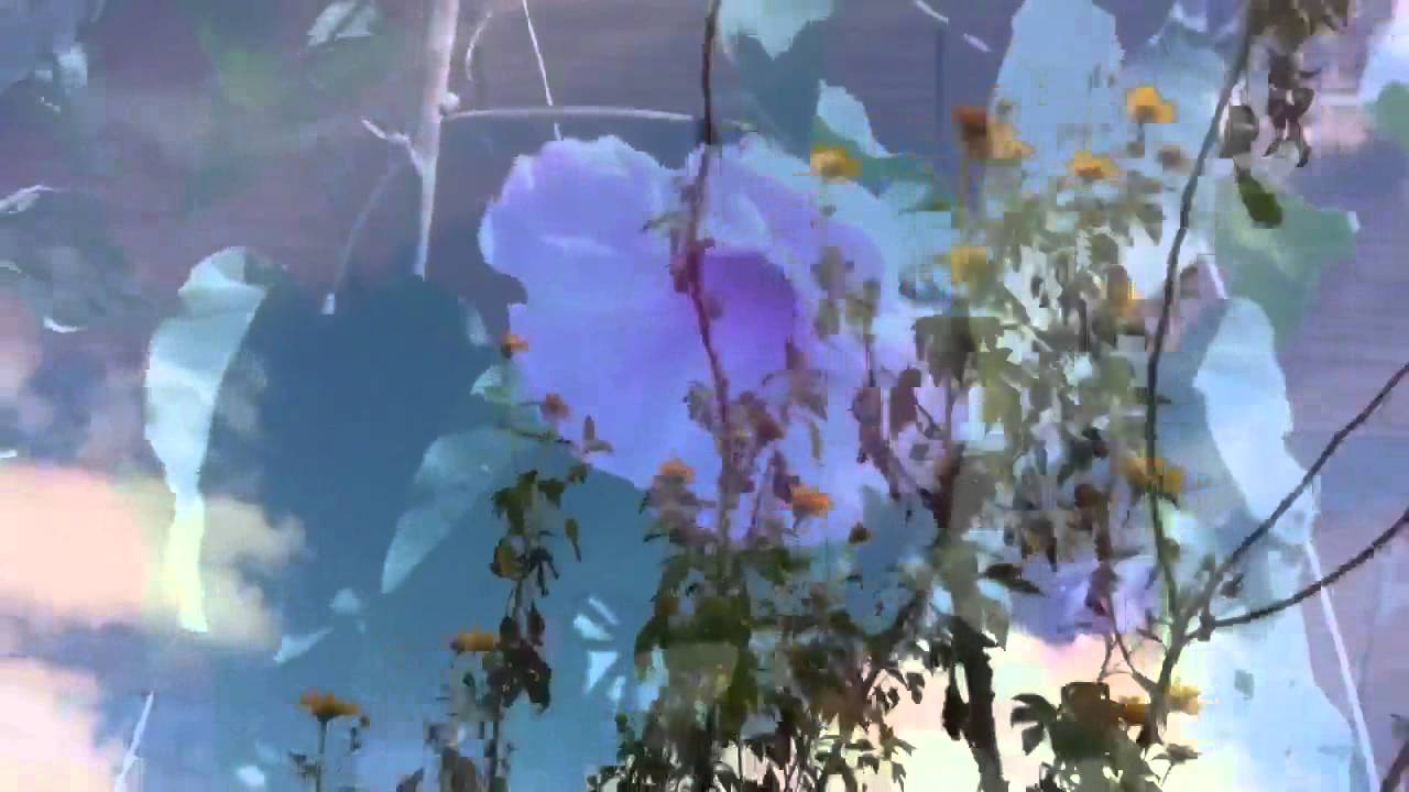 Isabelle Abrego - Killing the Flowers - YouTube