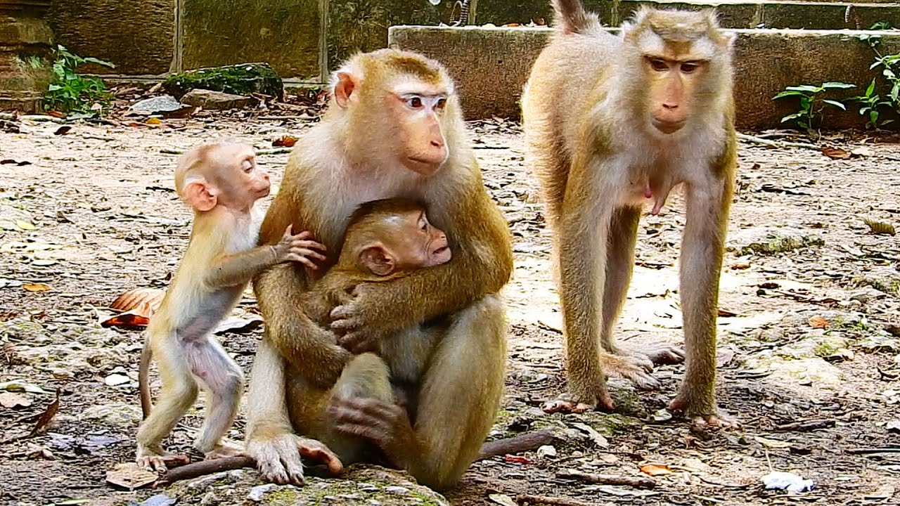 Luna monkey love little Rainbow more than Libby now Luna take care ...