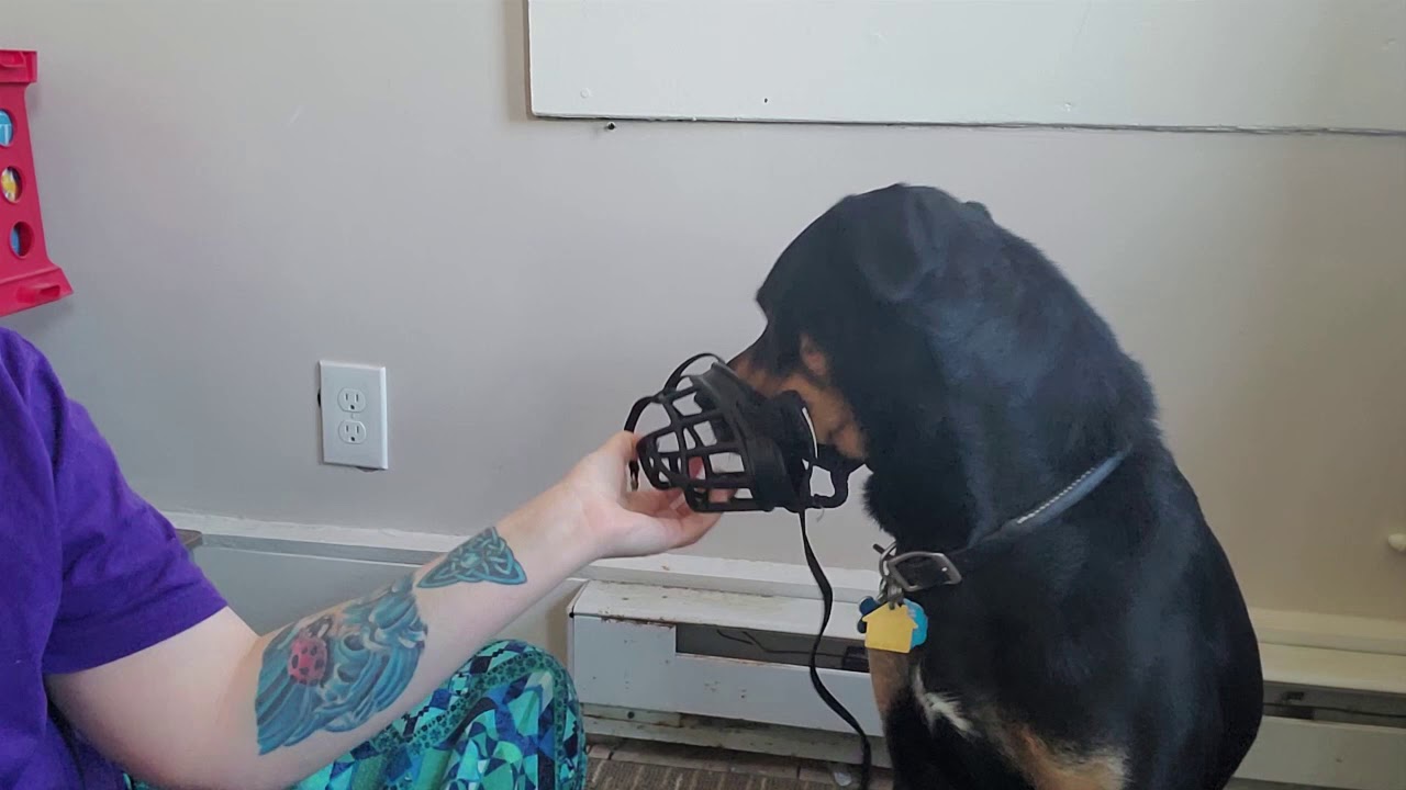 How To Muzzle Train Your Dog - YouTube