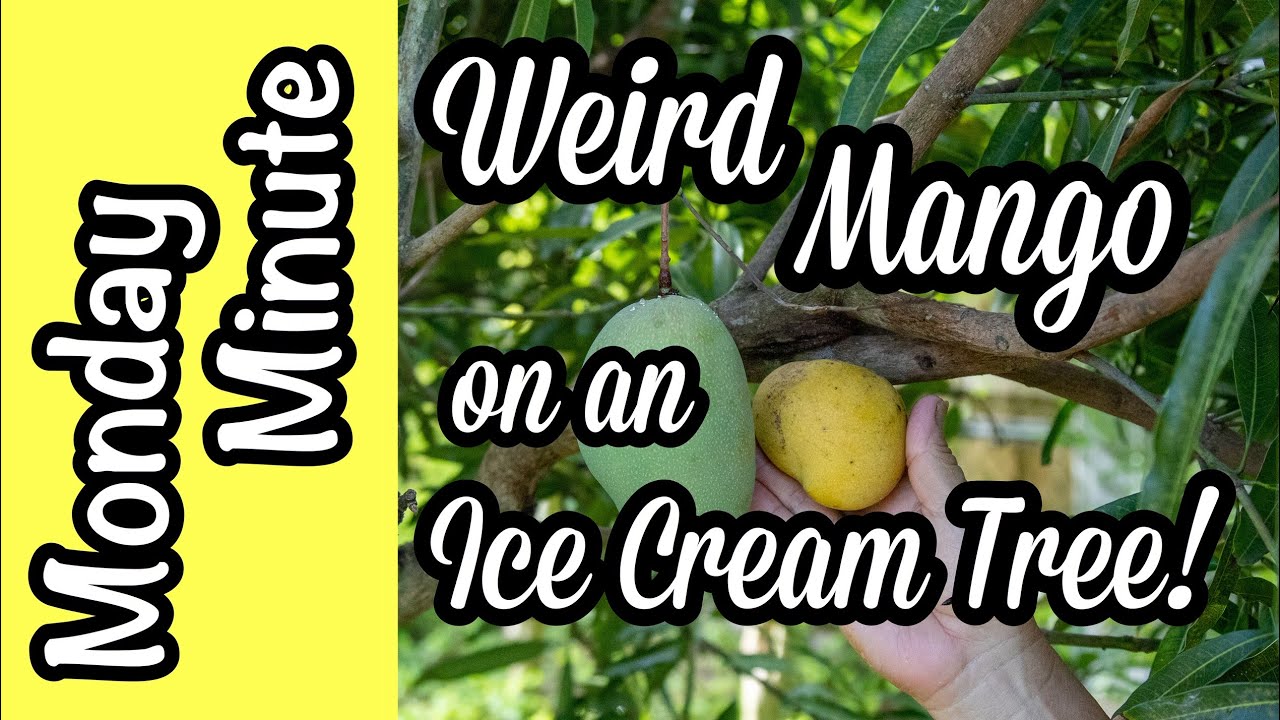 Monday Minute- Weird Mango on an 'Ice Cream' Mango Tree! - YouTube