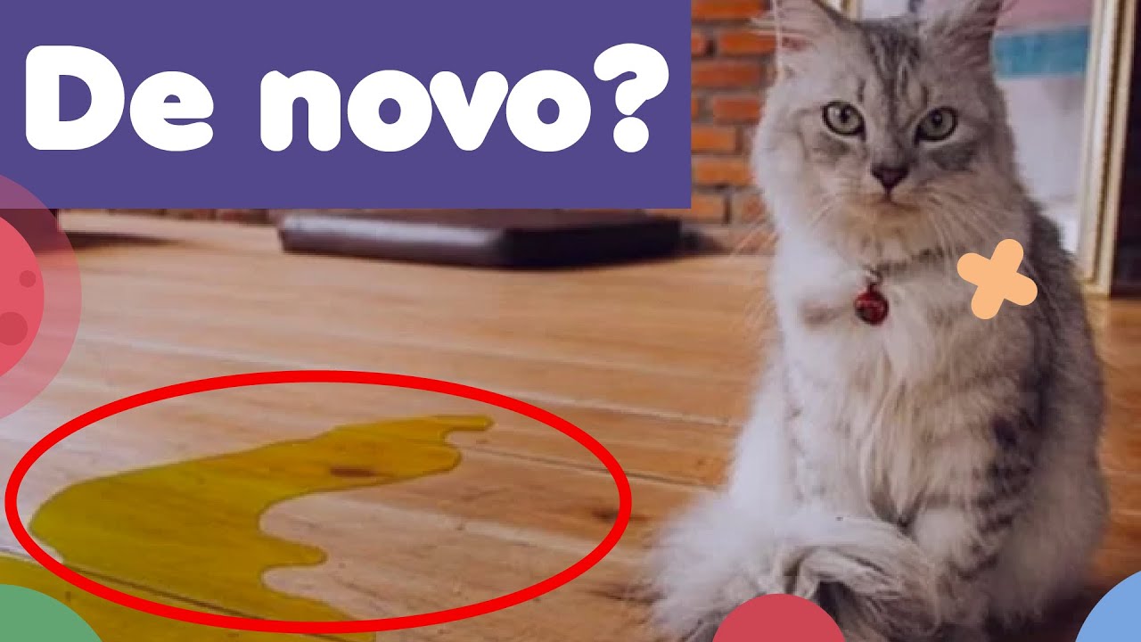 COMO EVITAR QUE SEU GATO FAÇA XIXI FORA DA CAIXA - YouTube