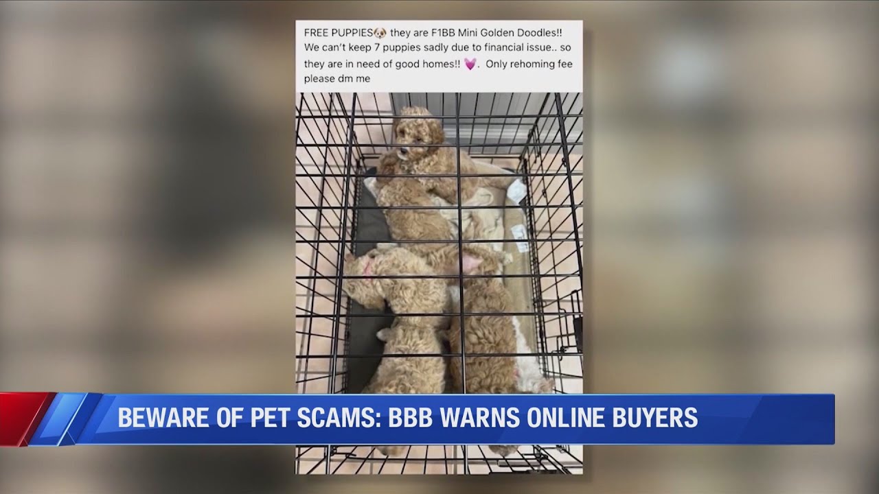 Beware of pet scams: BBB warns online buyers - YouTube