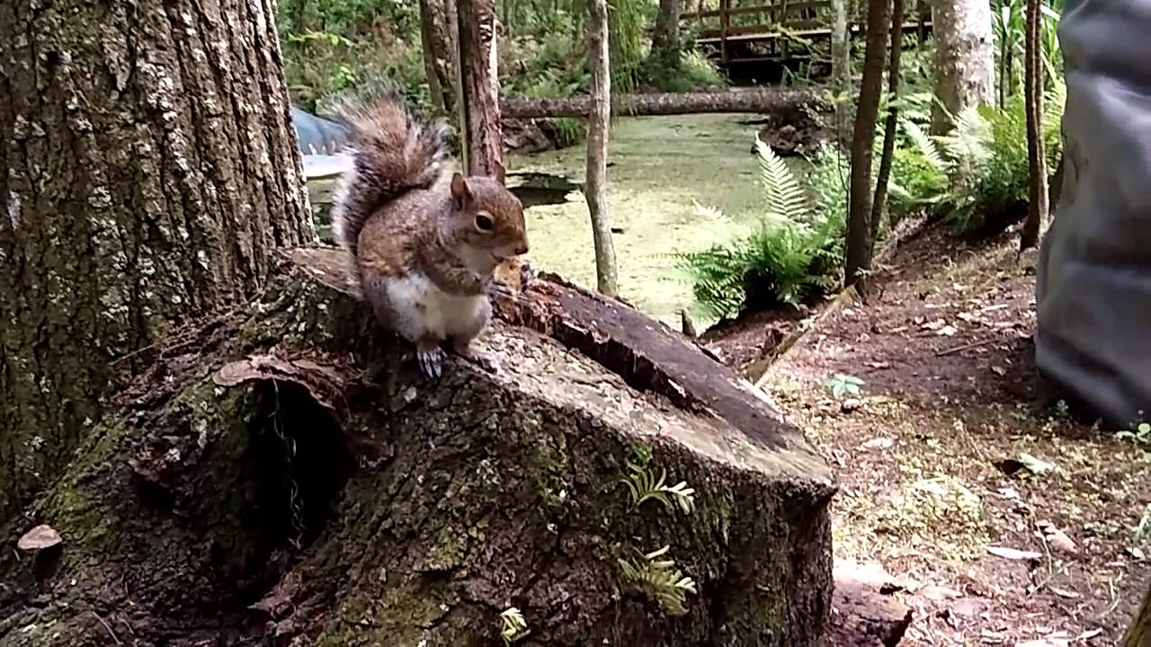 The Squirrel at Dinosaur World - YouTube