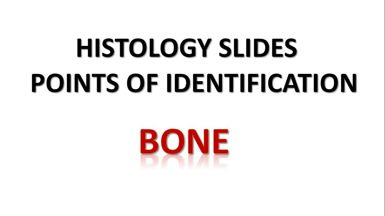 Bone Histology - Points of Identification - YouTube
