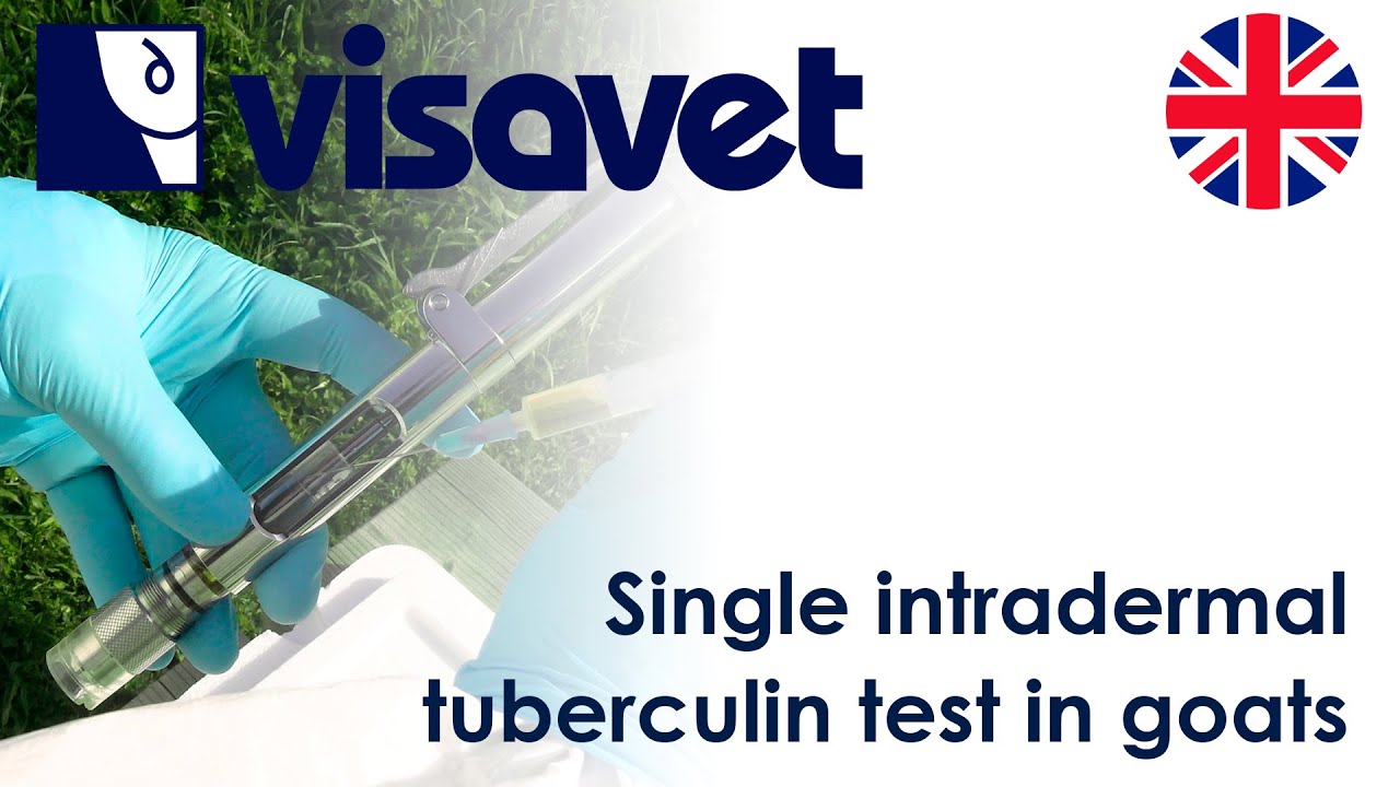 Single intradermal tuberculin test in goats - YouTube