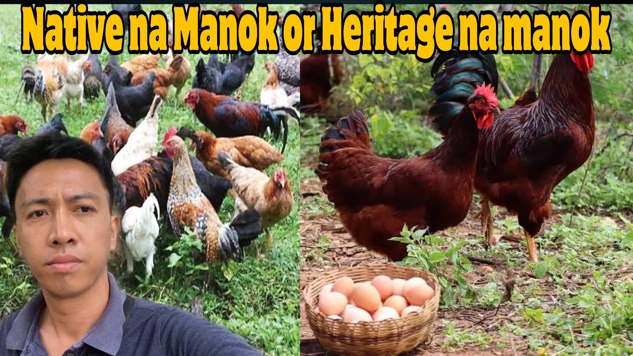 BAKIT NATIVE NA MANOK ATING PINAPARAMI KESA HERITAGE NA MANOK - YouTube