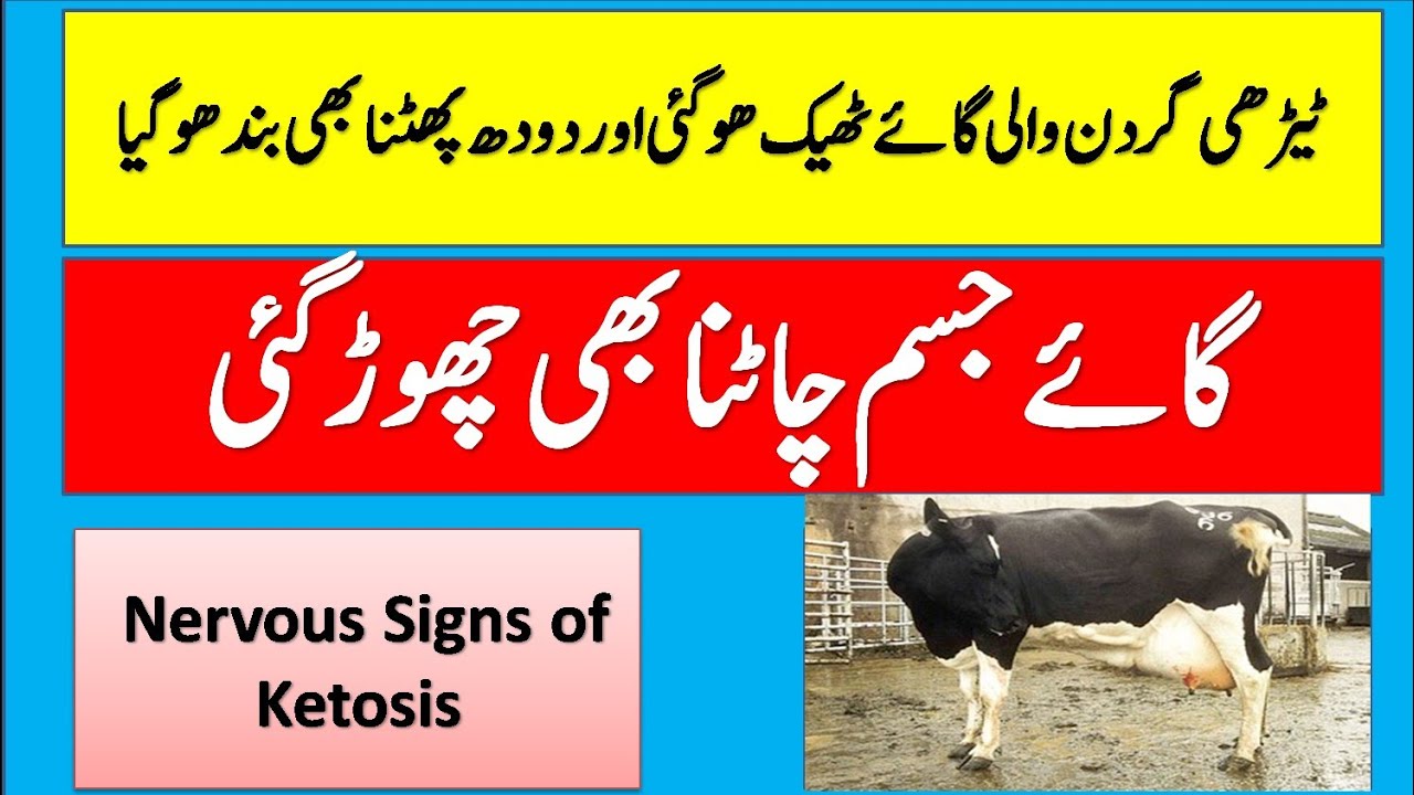 Treatment of Ketosis|Ketotic cow completely recovered - YouTube