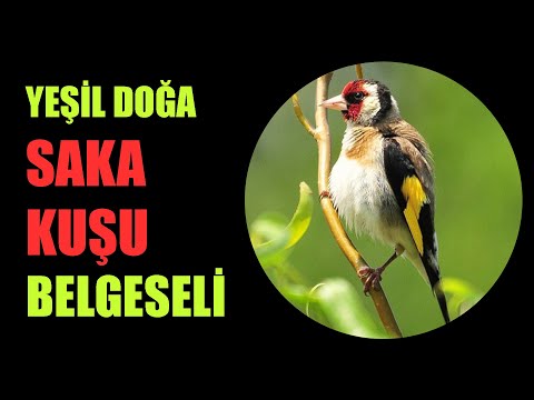 Saka Kuşu Belgeseli - Goldfinch Documentary