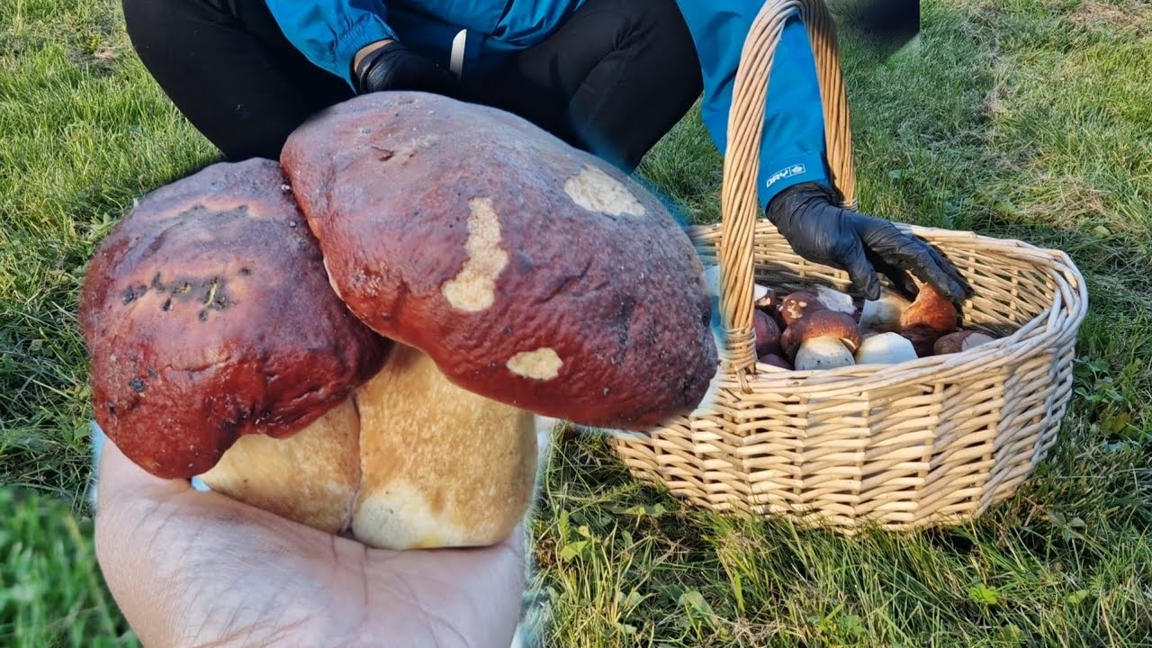 Steinsopp ออกเป็นคู่ ตัดขาเห็ด 🍄เม้าท์มอยสำมะปิ😁 14/09/2022 - YouTube