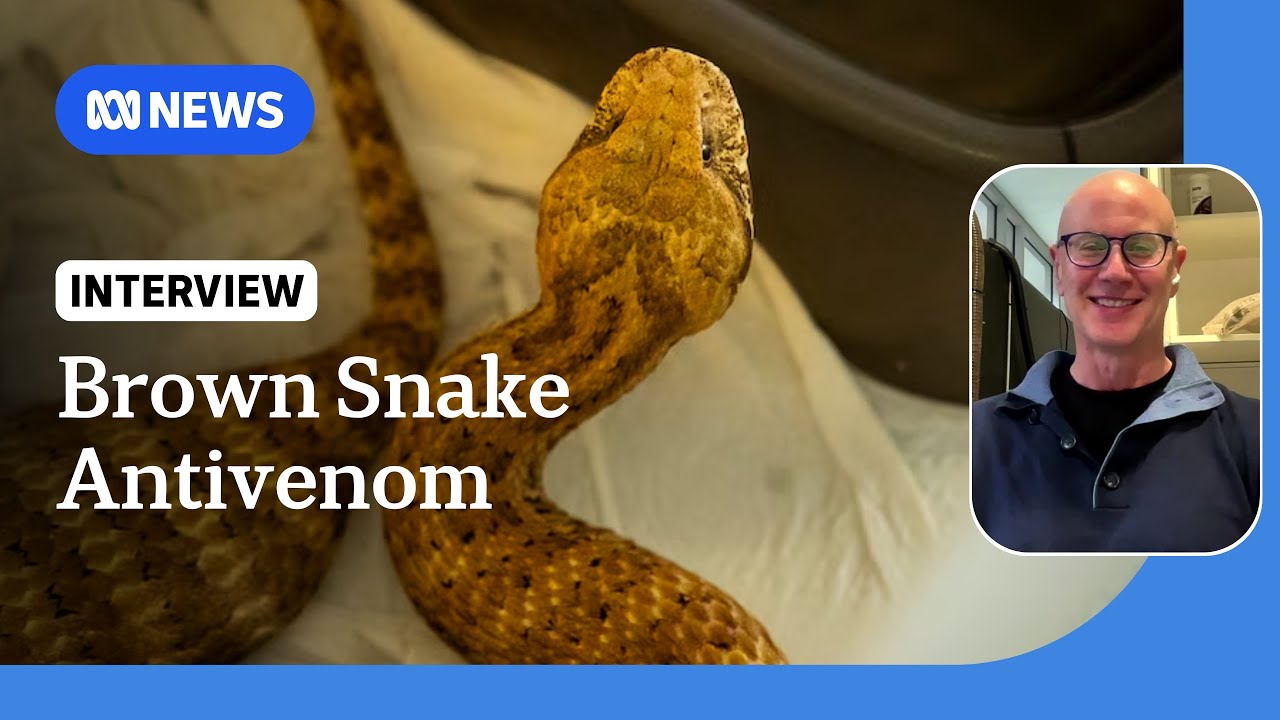 Study into second-most venomous snake suggests tweak to antivenom | ABC ...