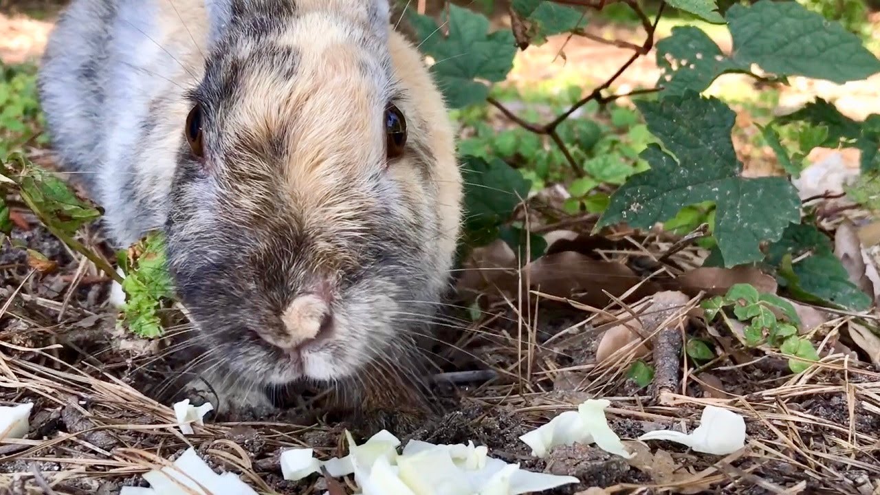 Rabbit squeal | Happy bunny is purring! - YouTube