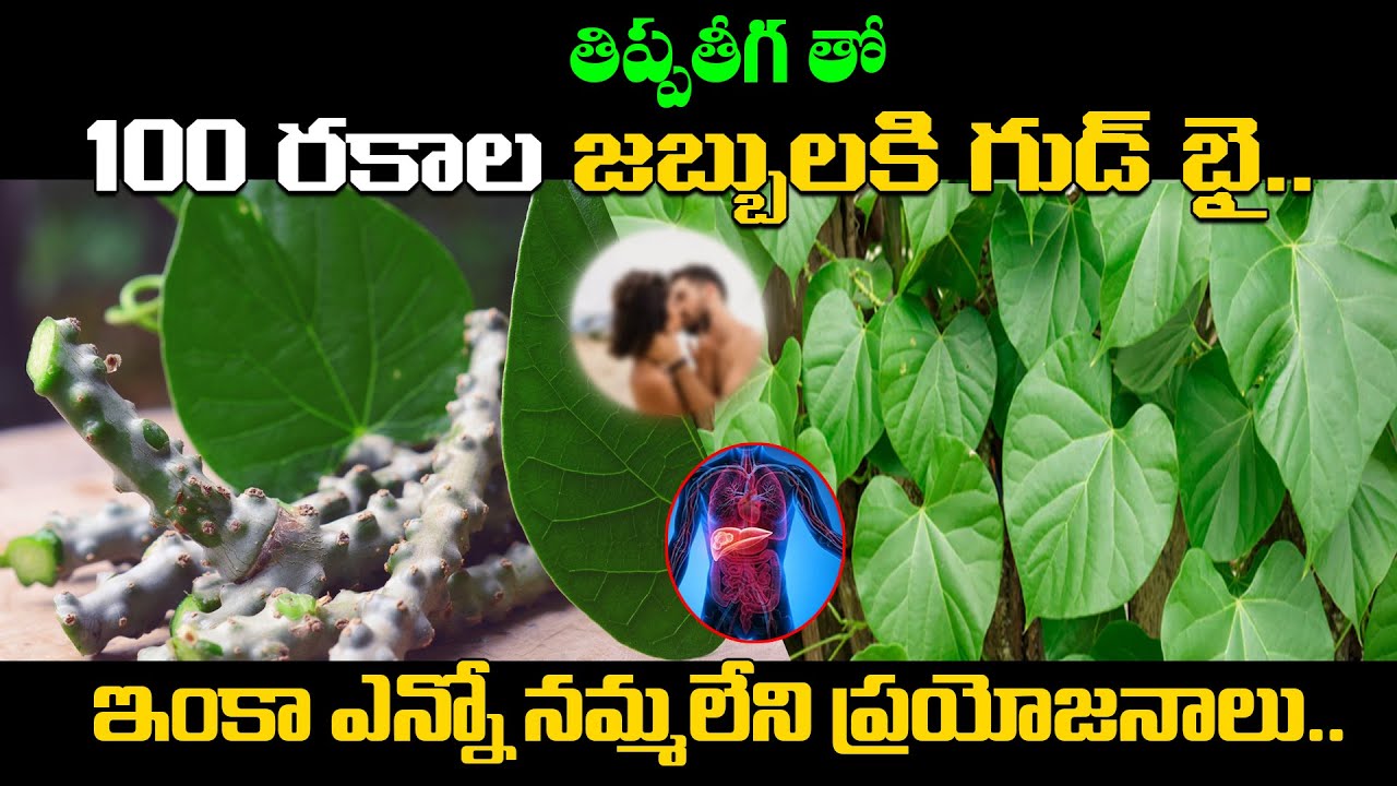 Amazing Benefits Of Thippa Thiga (Giloy Liver) | dvantages Of Thippa ...