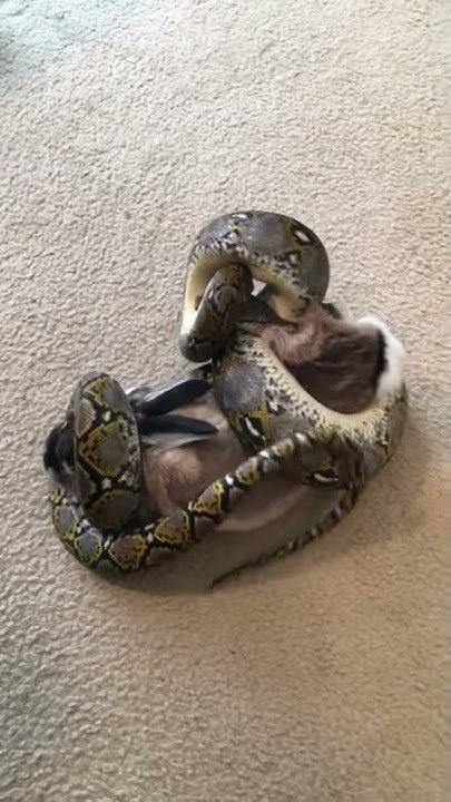 Warning! Viewer discretion!! Feeding my reticulated python - YouTube