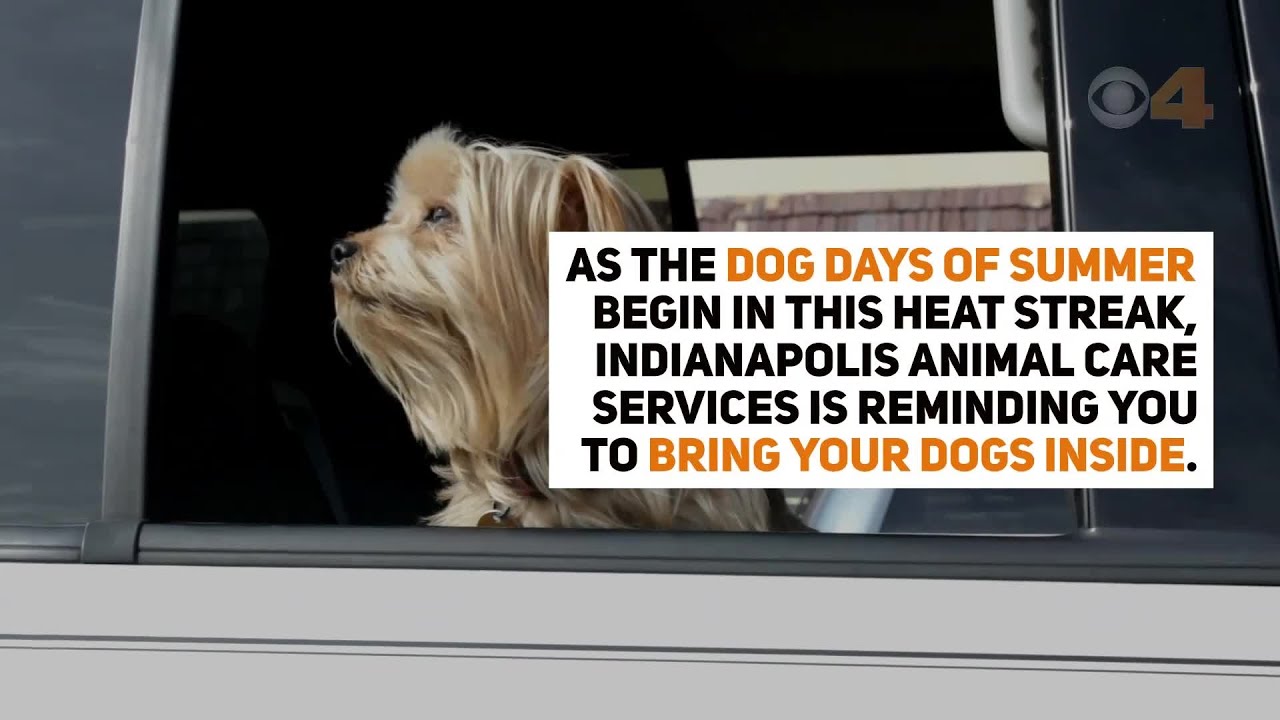 IACS: Bring your dogs inside during hot weather - YouTube