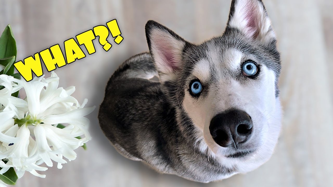 Talking Husky: WHAT does the Dog Say? - YouTube