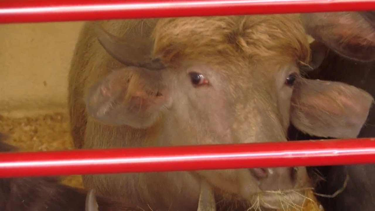 Phill the Water Buffalo has died, Iowa Farm Sanctuary says - YouTube