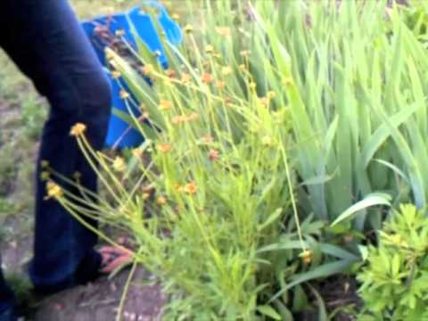 Deadheading Coreopsis - YouTube