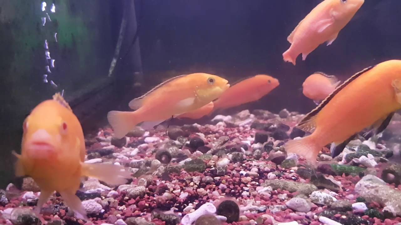 My fish. - YouTube