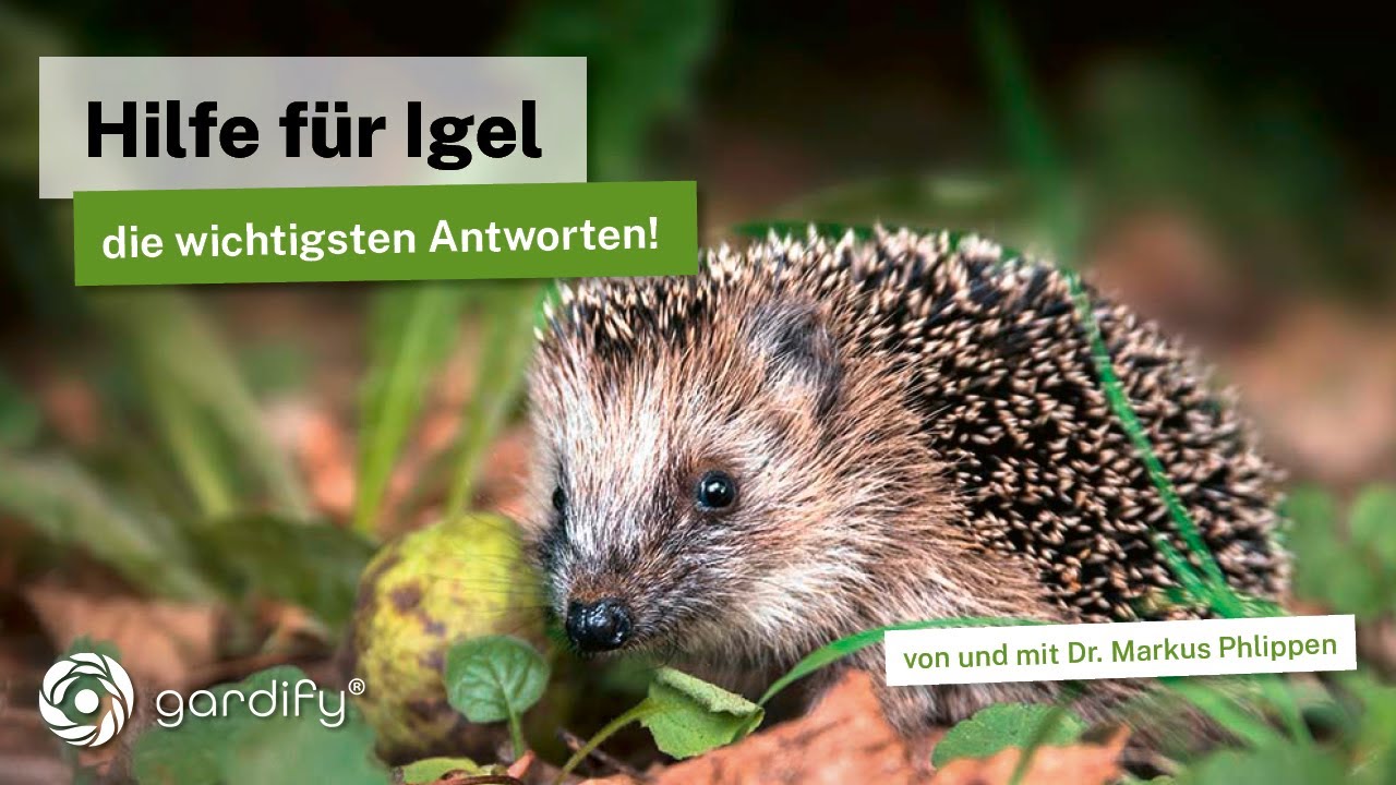 Igel in Gefahr: Alles was du wissen musst - Interview mit der ...