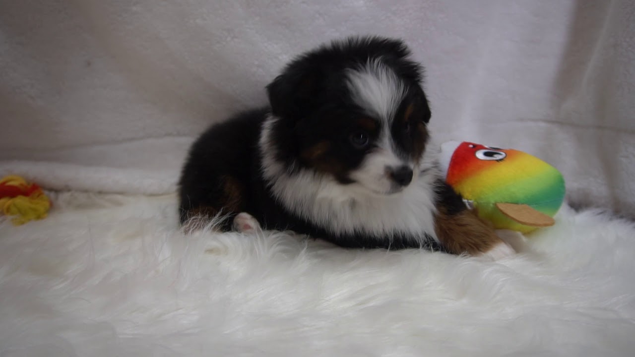 Sally x Kaiser Toy Aussie puppies born 11/9/20 CowboyCompanyK9s.com ...