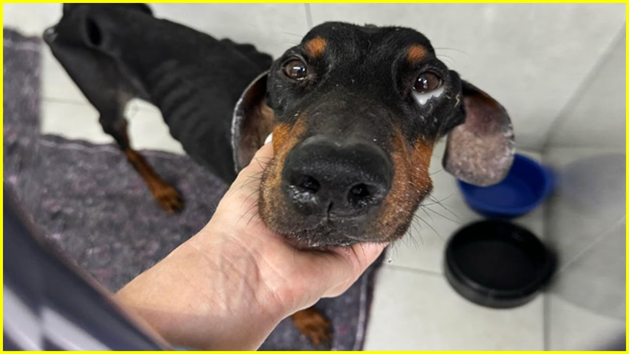 Tearful Ending of A Doberman Dog After Trusting Wrong Owner - YouTube