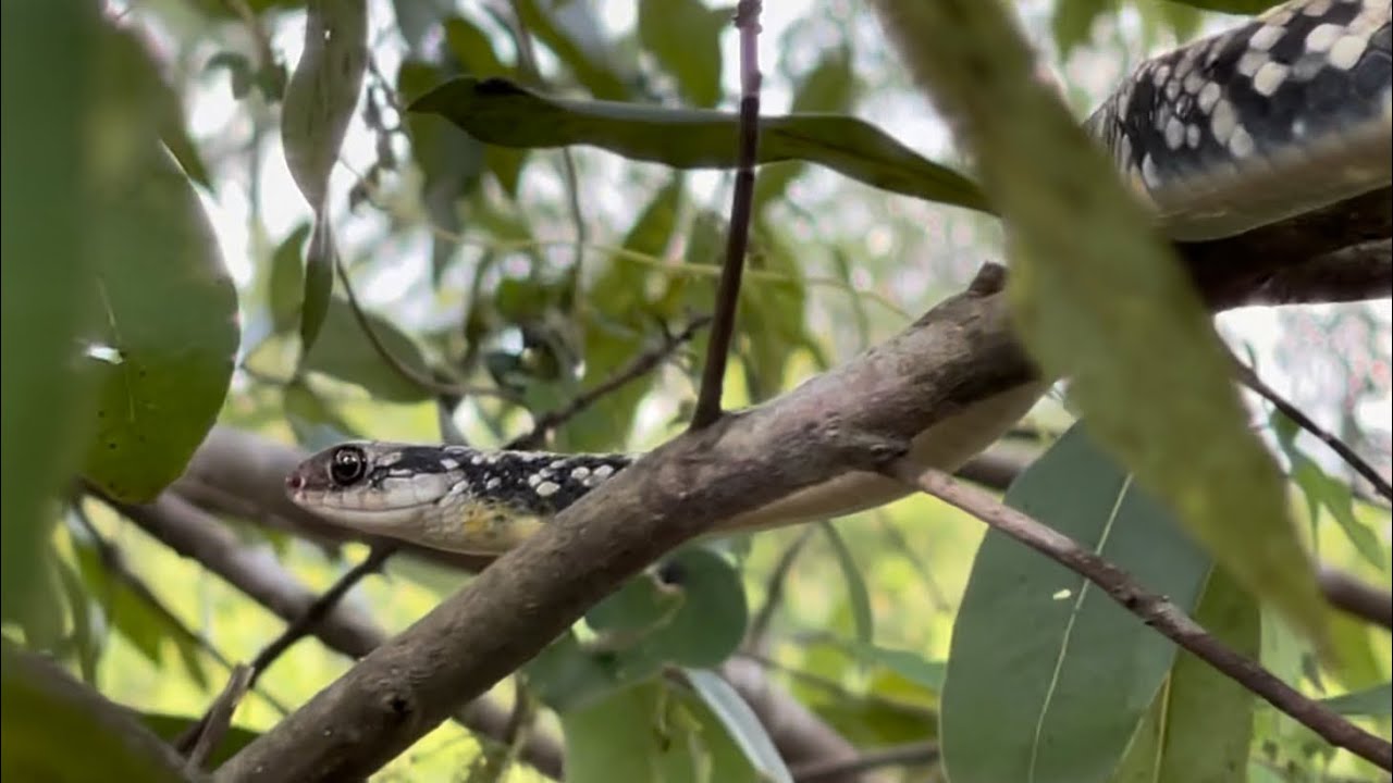 Buttermilk racer, Coluber constrictor anthicus - YouTube