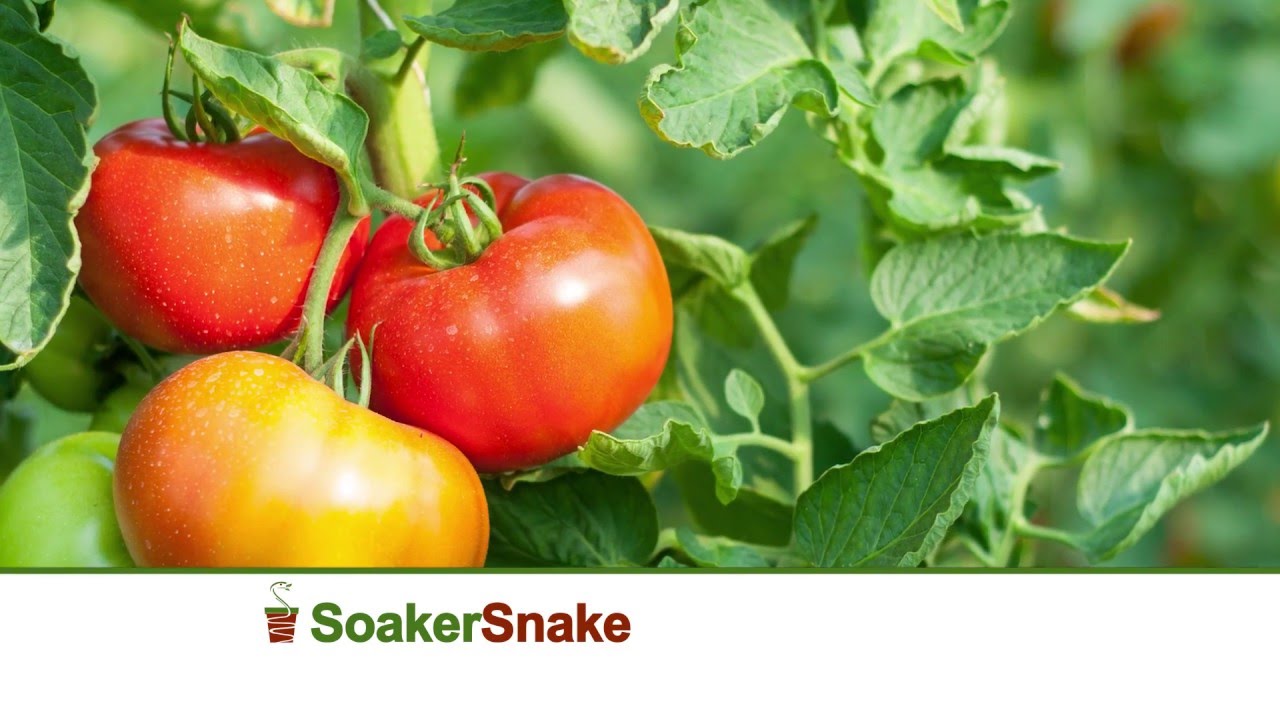 The Official Commercial for Soaker Snake | As See on TV - YouTube