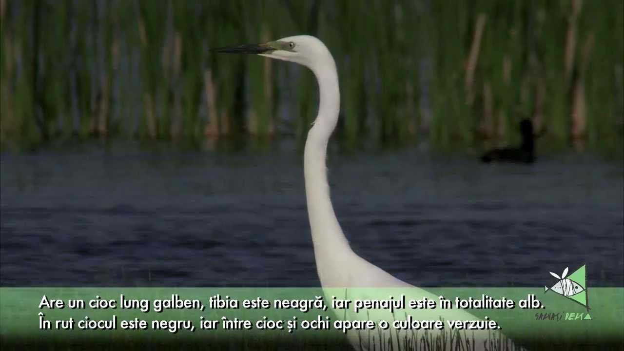 Egreta Mare (Egretta alba) - YouTube